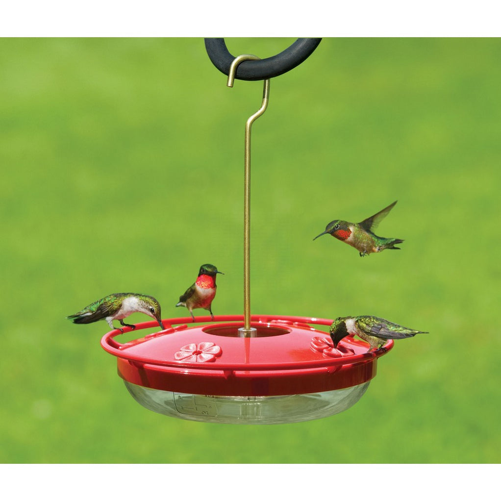 HummZinger 12 oz High View — Parrotcha