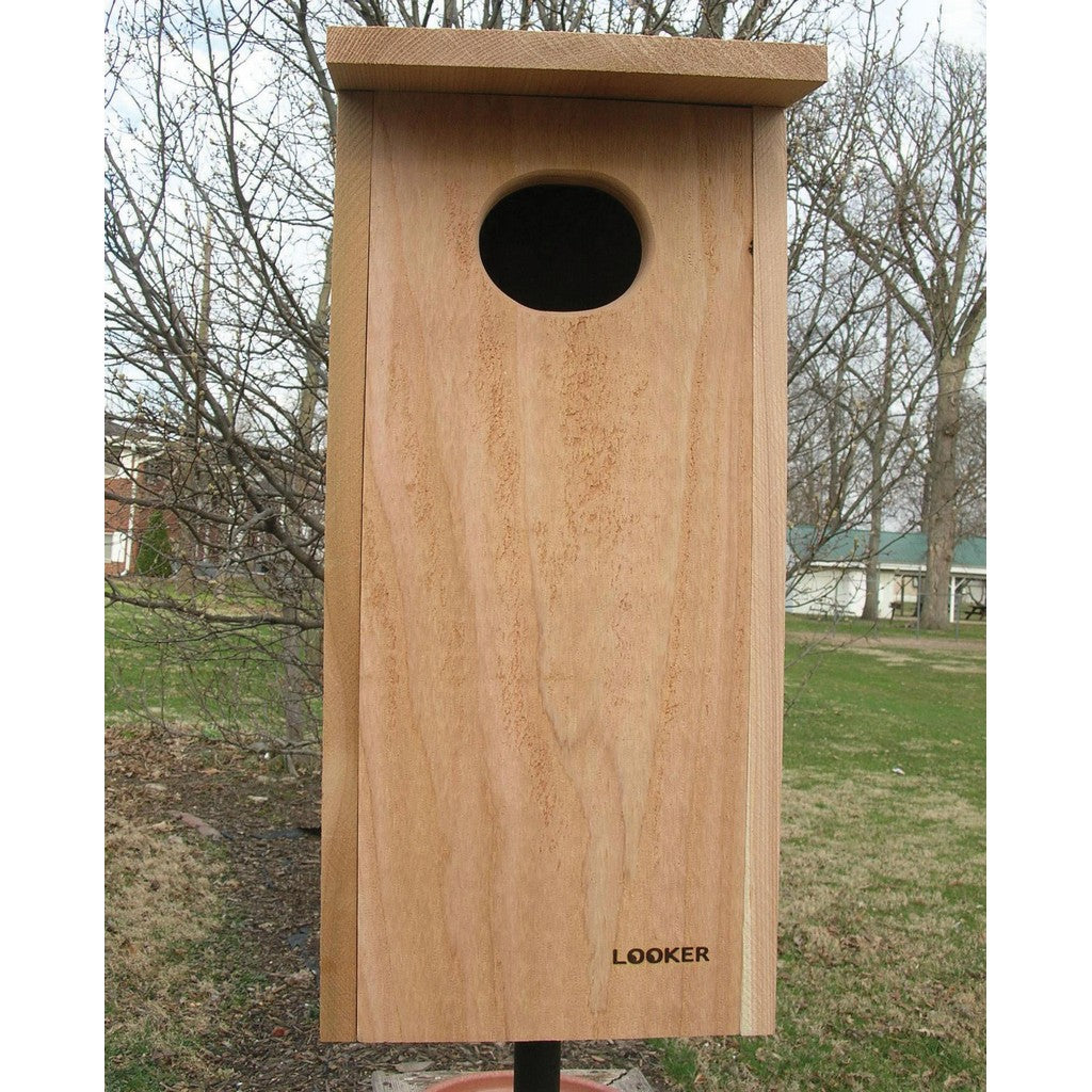 Cedar Flicker House — Parrotcha