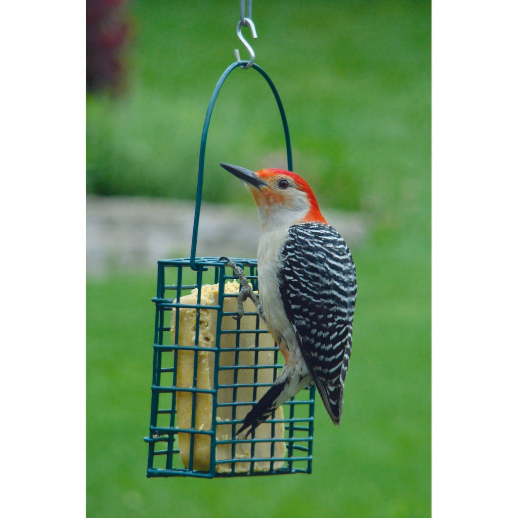 Single Suet Cage — Parrotcha